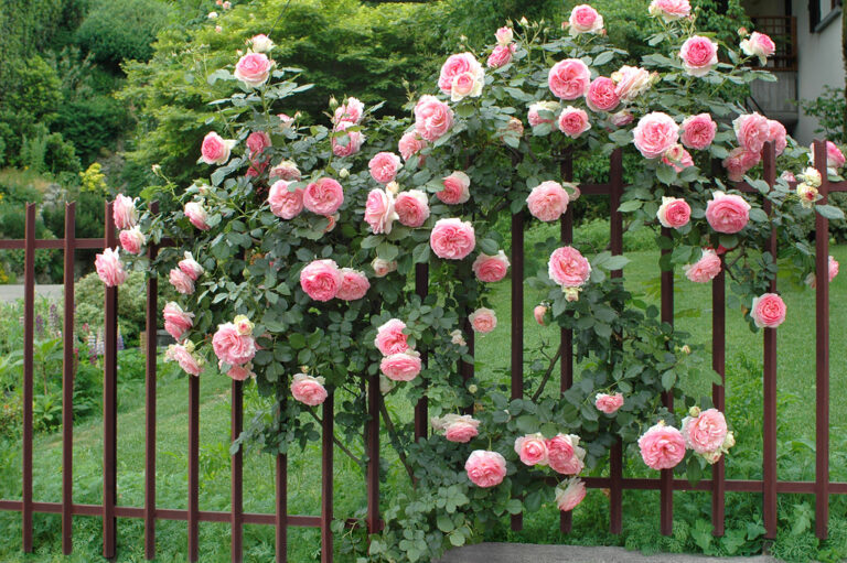 La rosa migliore da coltivare nel 2025: profumata, resistente e senza cure